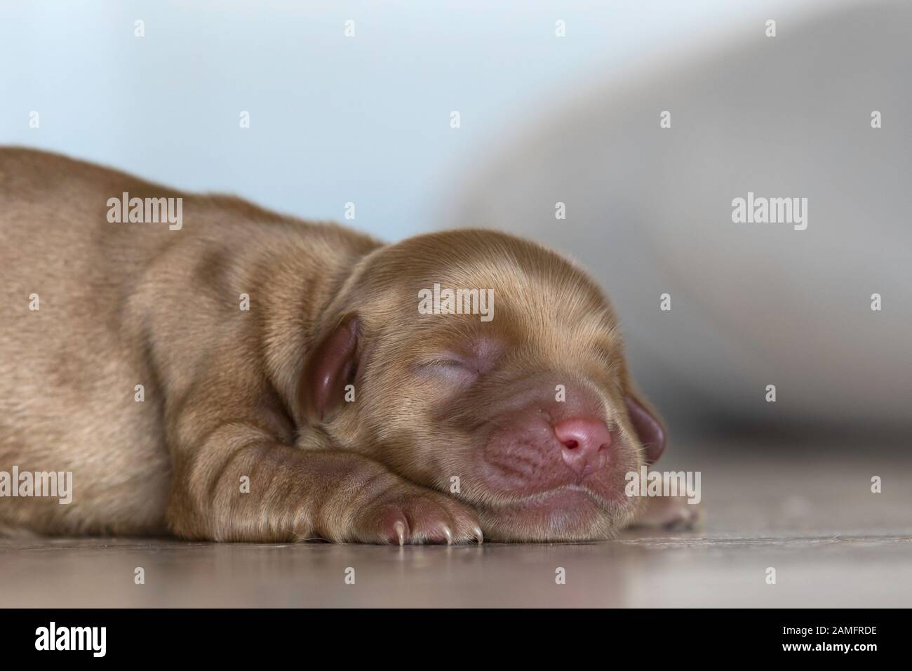 Newborn Cocker Spaniel Puppy Stock Photo - Alamy