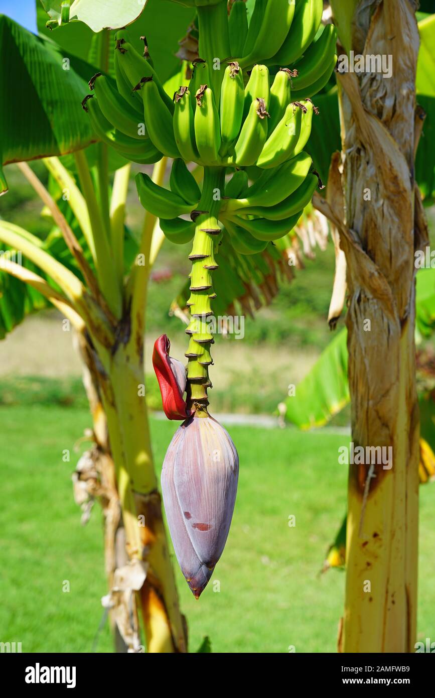 Red banana flower on a tropical banana tree Stock Photo - Alamy
