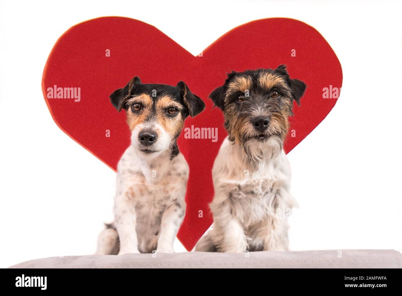 Romantic Dog - Two little cute Jack Russell Terrier dogs with a heart ...