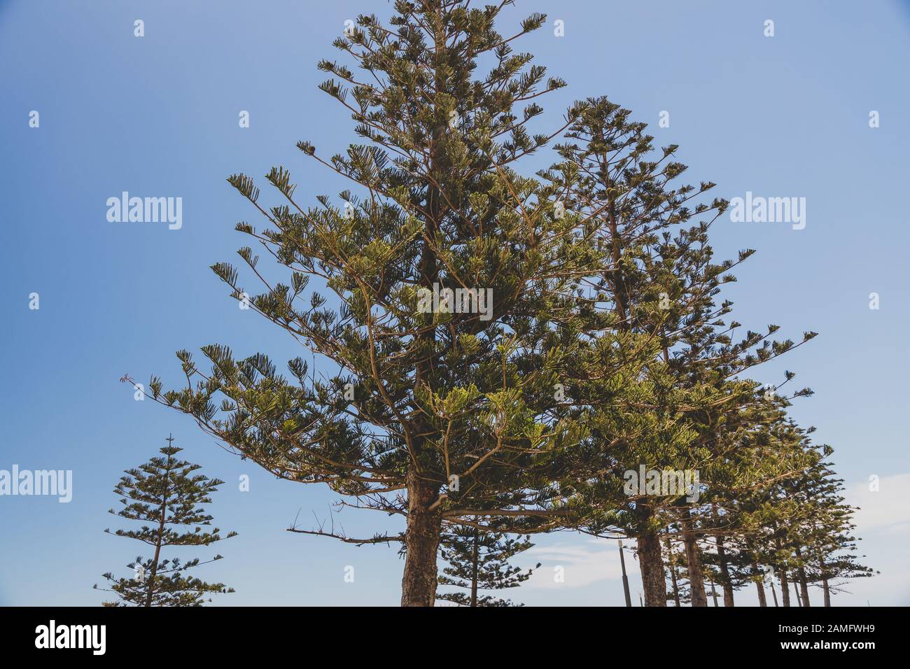 Norfolk Island pine trees shot in Western Australia in summer with blue ...