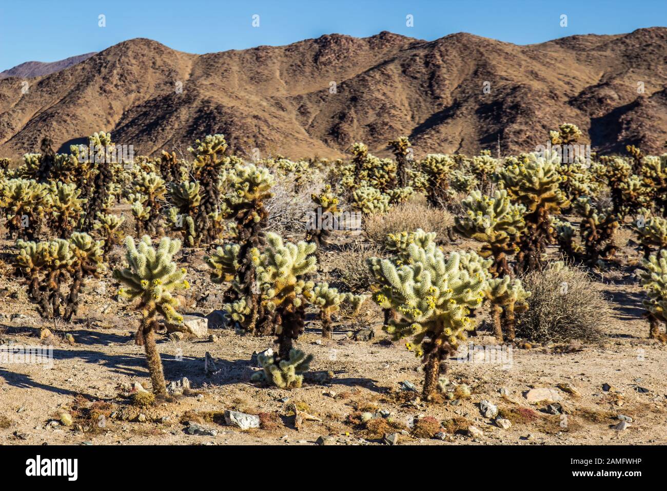 Jumping Cactus High Resolution Stock Photography and Images - Alamy
