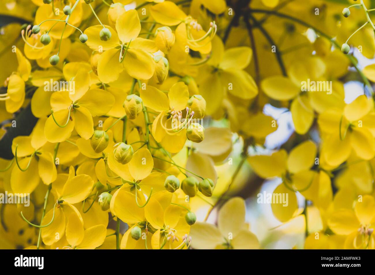 Vibrant yellow cassia fistula tree hi-res stock photography and images - Alamy