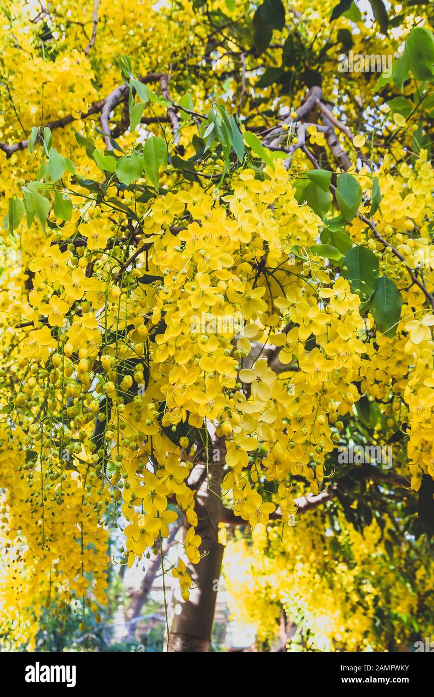 Vibrant yellow cassia fistula tree hi-res stock photography and images ...
