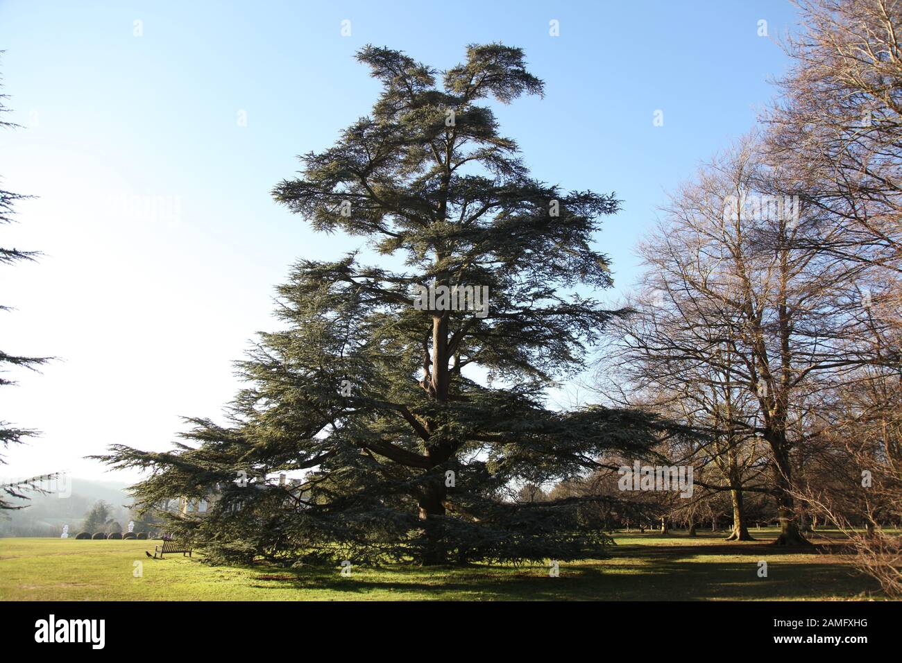 A mature Atlas Cedar (Cedrus atlantica) tree in the grounds of Polesden ...