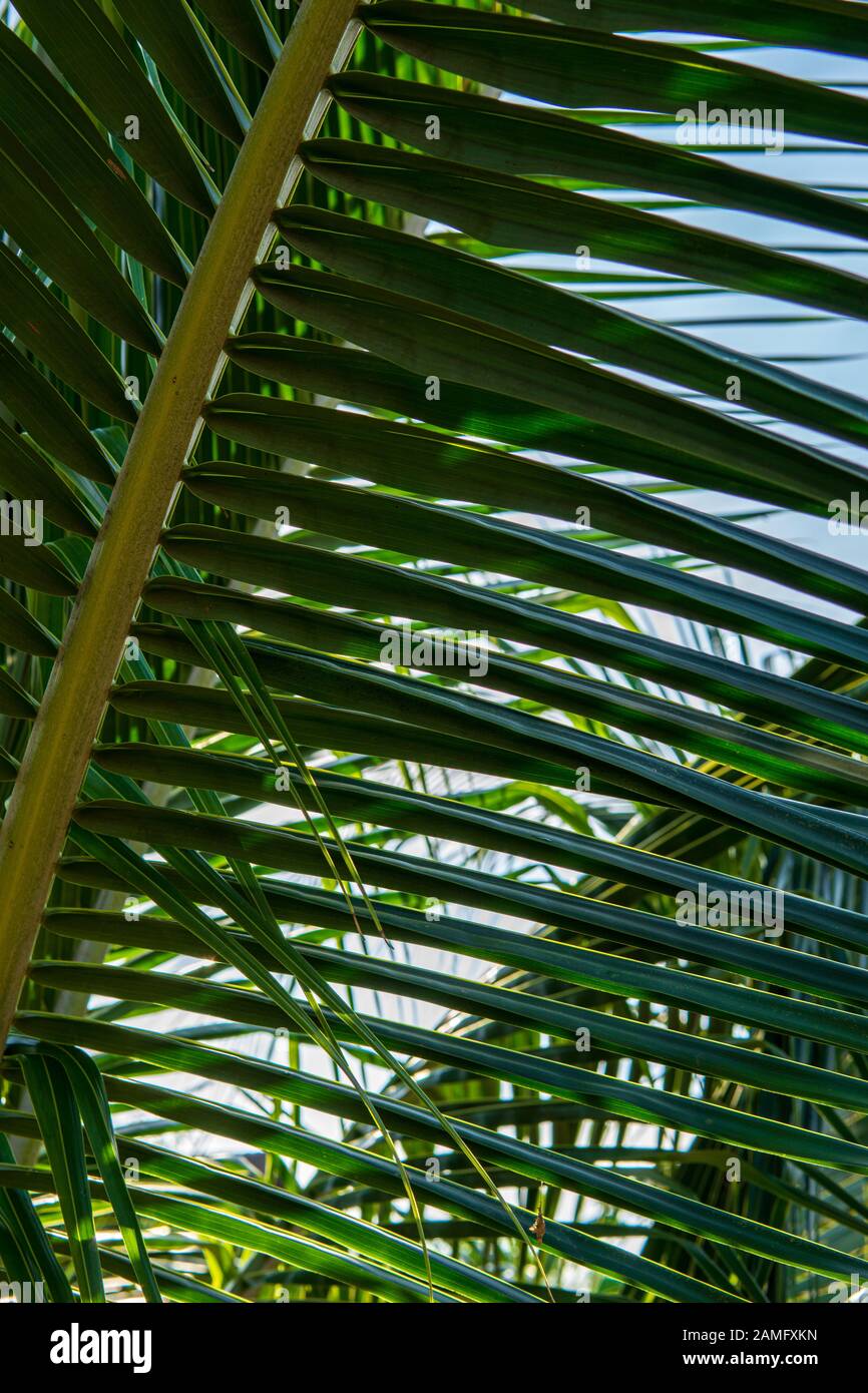 close up of coconut palm leaf, tropical trees concept Stock Photo - Alamy