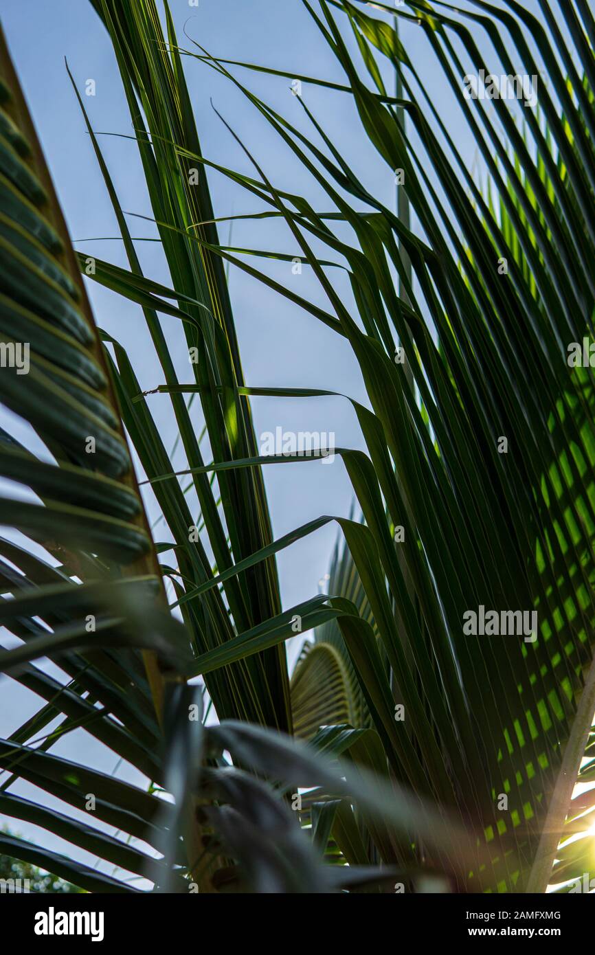close up of coconut palm leaf, tropical trees concept Stock Photo - Alamy