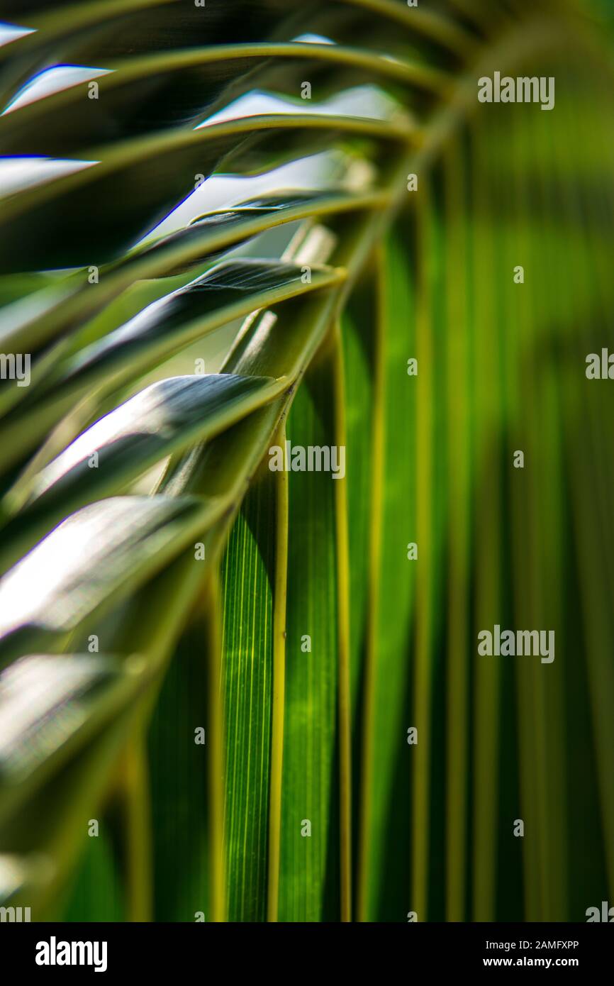close up of coconut palm leaf, tropical trees concept Stock Photo - Alamy