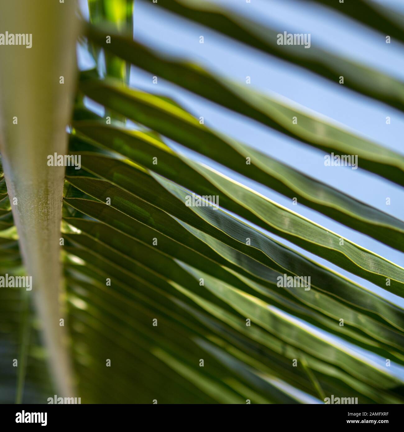 close up of coconut palm leaf, tropical trees concept Stock Photo - Alamy