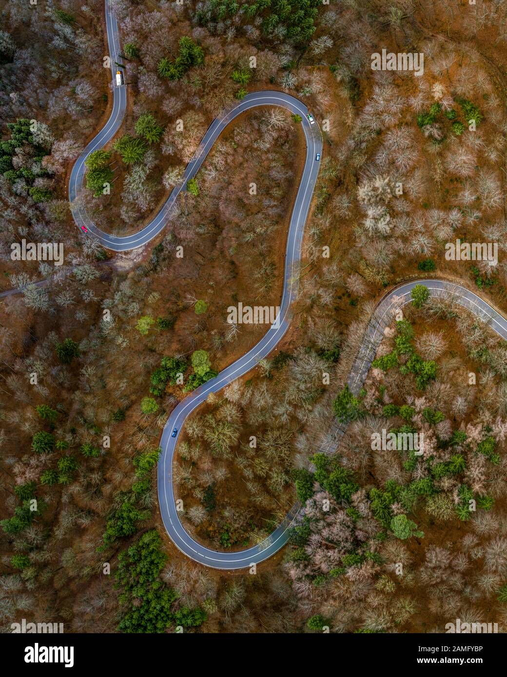 Curvy tree hi-res stock photography and images - Alamy