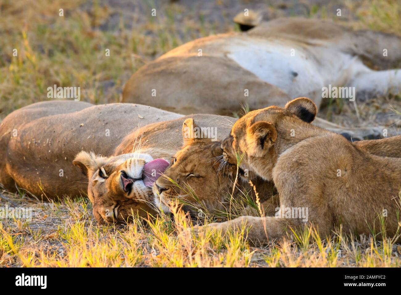 6 months old lion hi-res stock photography and images - Alamy