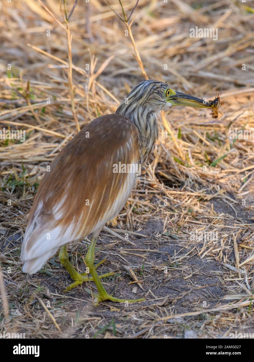 Insect eating birds hi-res stock photography and images - Alamy