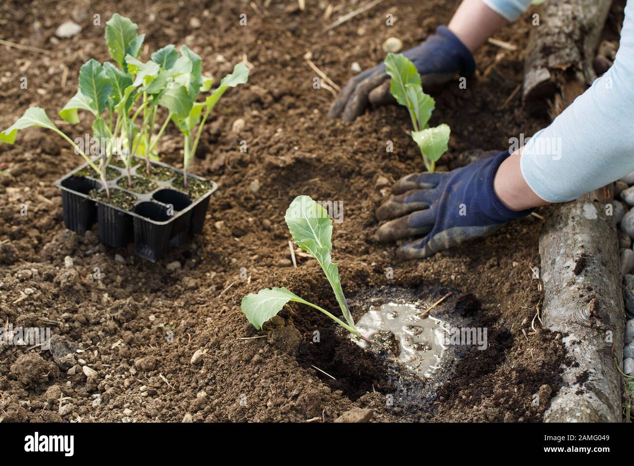 Gardener planting cauliflower seedlings in freshly ploughed garden beds ...