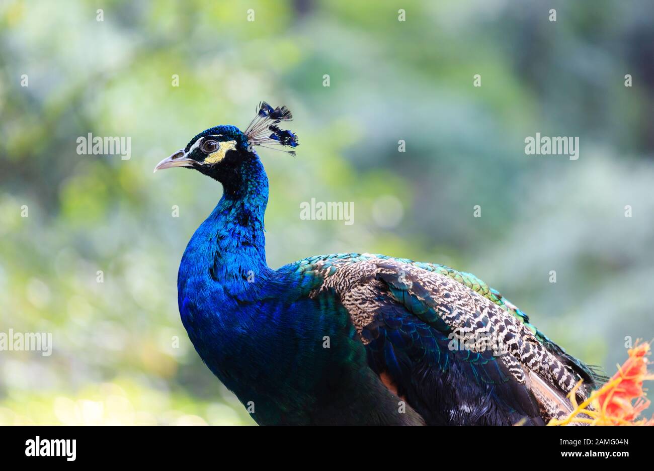 Beautiful Peacock Isolated On green forest background Stock Photo - Alamy