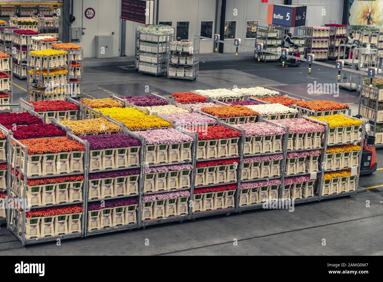 Largest flower auction holland hi-res stock photography and images - Alamy