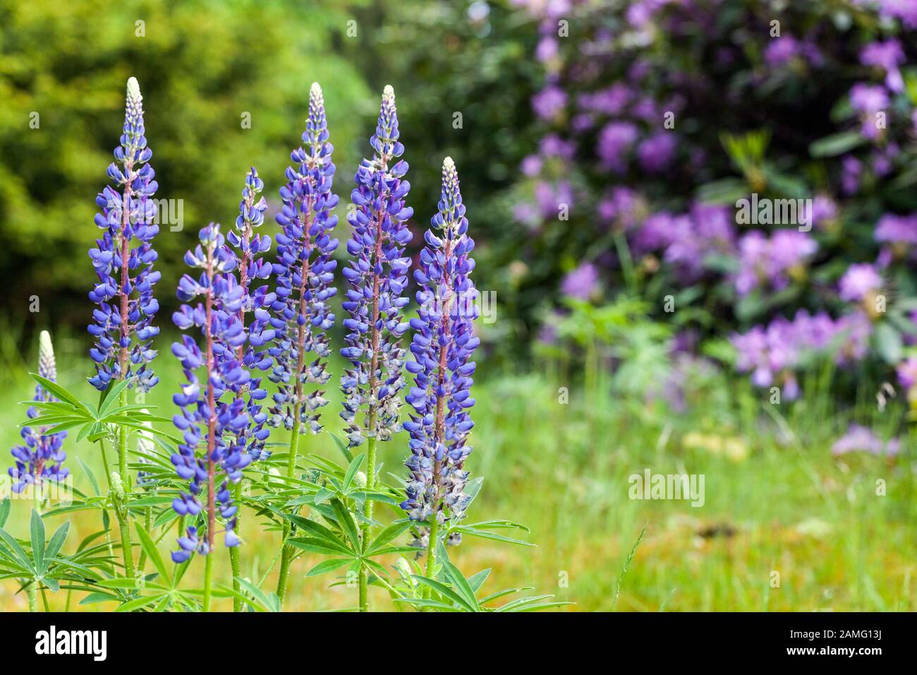 Blue lupinus hi-res stock photography and images - Alamy