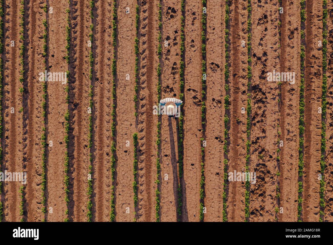 Aerial view of farmer in soybean field flying a drone with remote ...