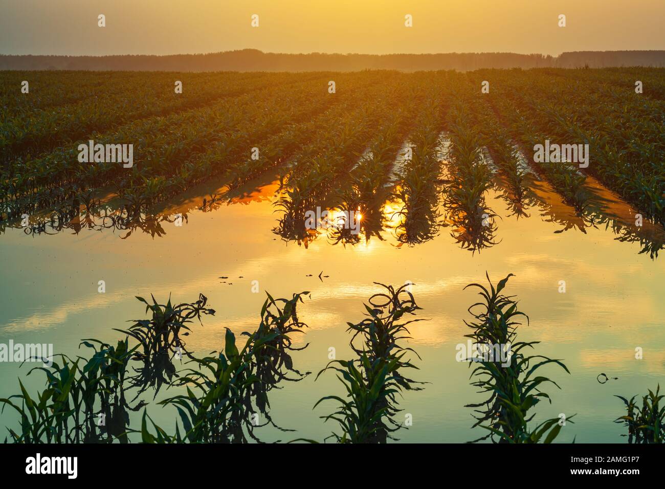 Flooded young corn field plantation with damaged crops in sunset after ...