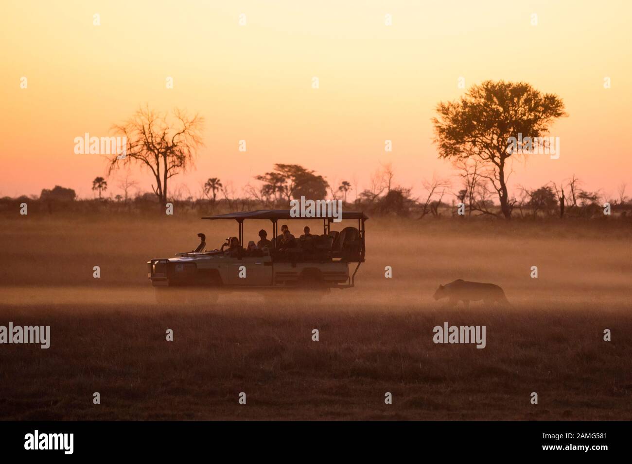 Lion 4wd safari hi-res stock photography and images - Alamy