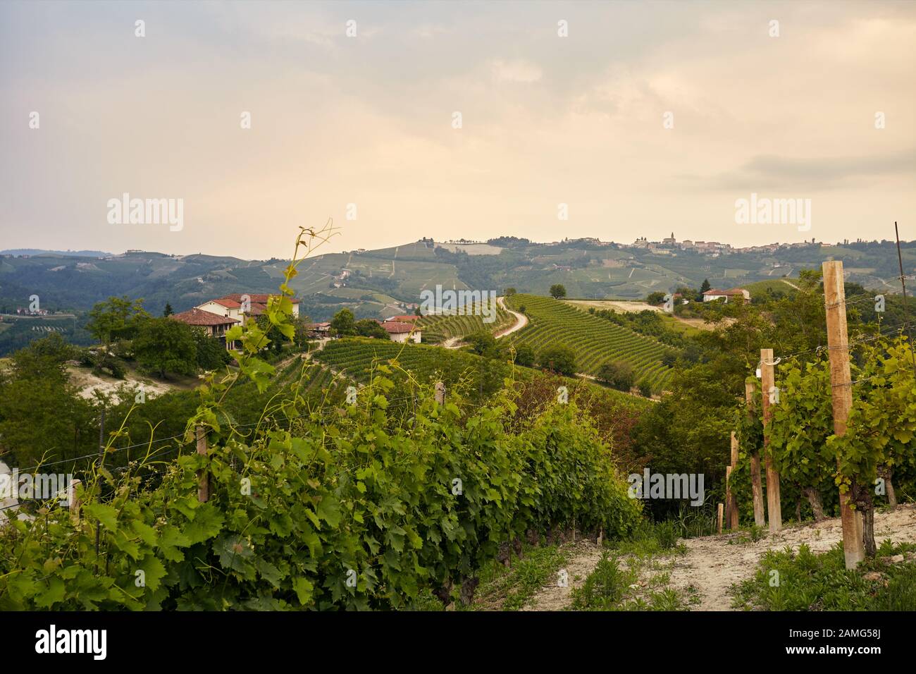 Vineyard landscape in Alba, Italy Stock Photo - Alamy