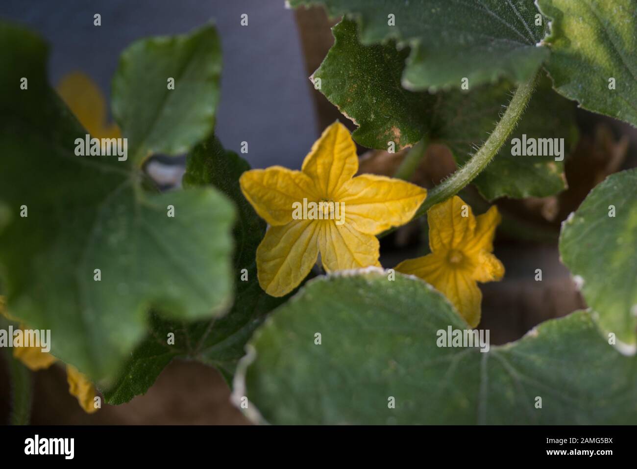 Close up cucumber hi-res stock photography and images - Alamy