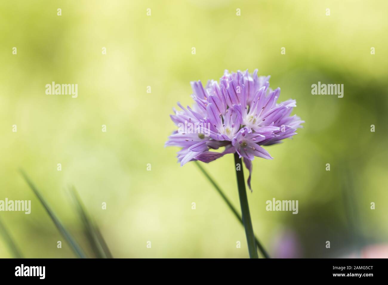 Green chive plant hi-res stock photography and images - Alamy
