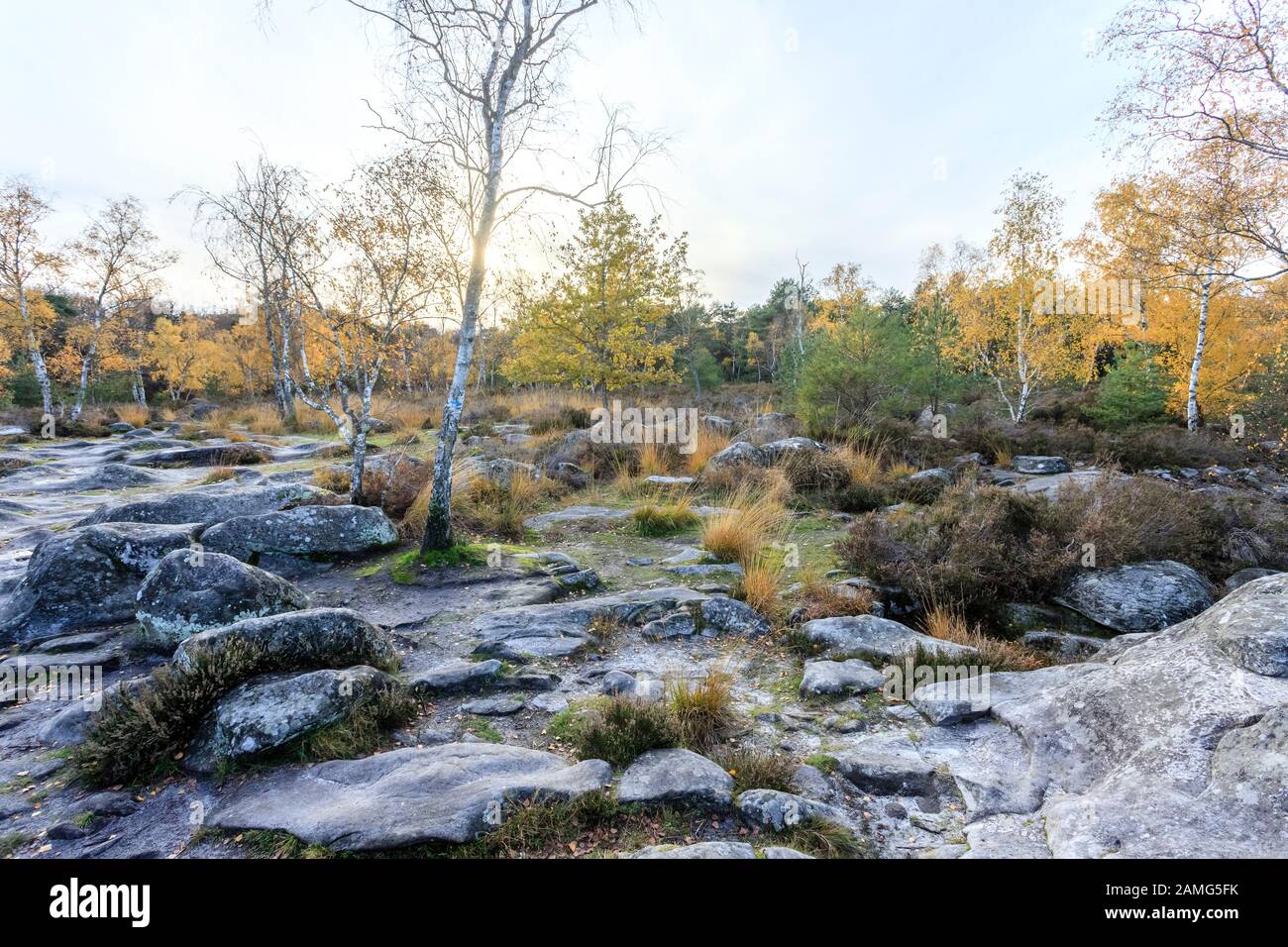 France, Seine et Marne, Fontainebleau, Fontainebleau forest ...