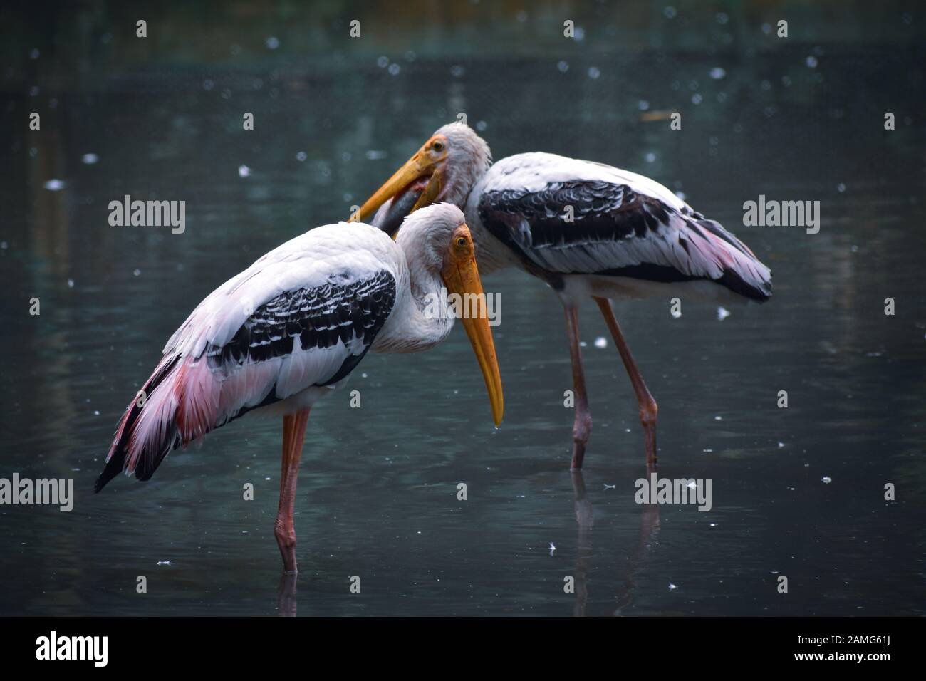 Closeup painted stork mycteria hi-res stock photography and images - Alamy