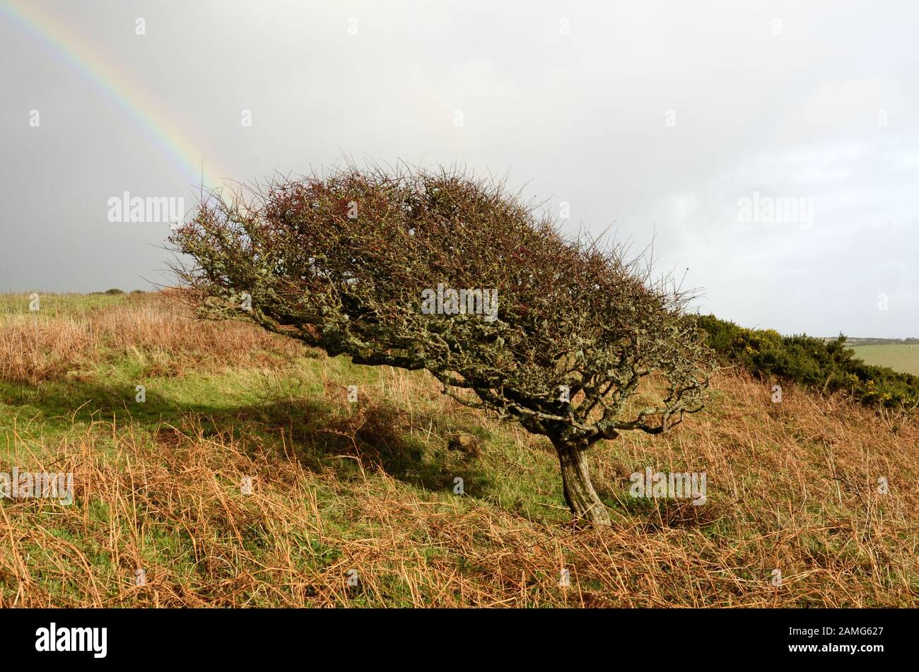 Wind blown tree hi-res stock photography and images - Alamy