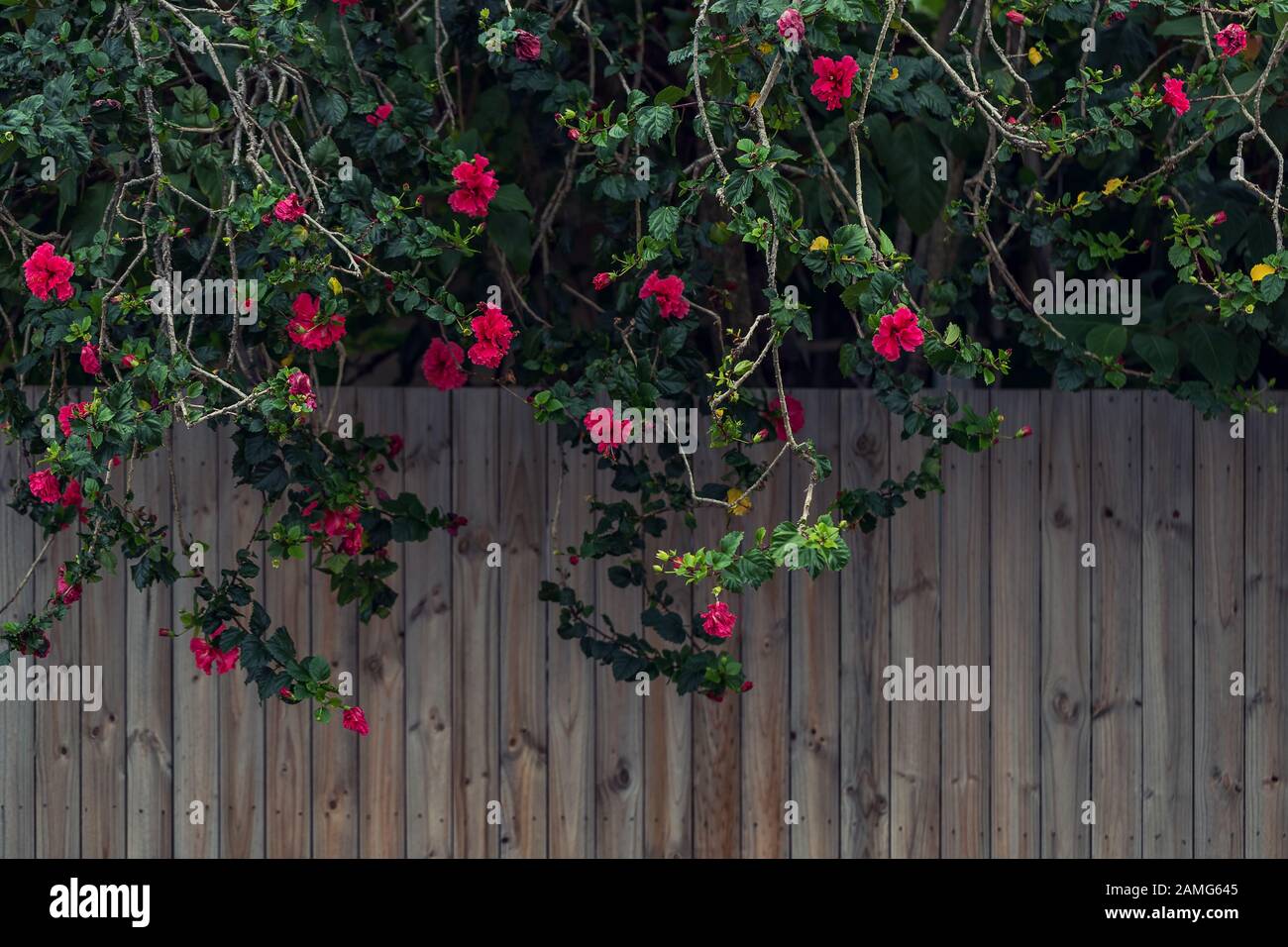 Roses over fence hi-res stock photography and images - Alamy