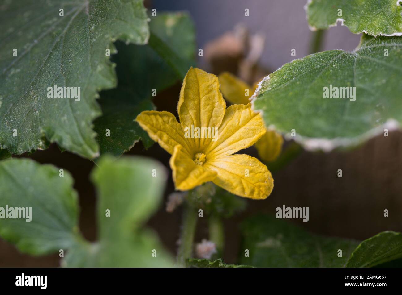 Cucumber plant with yellow flowers blooming close up Stock Photo - Alamy