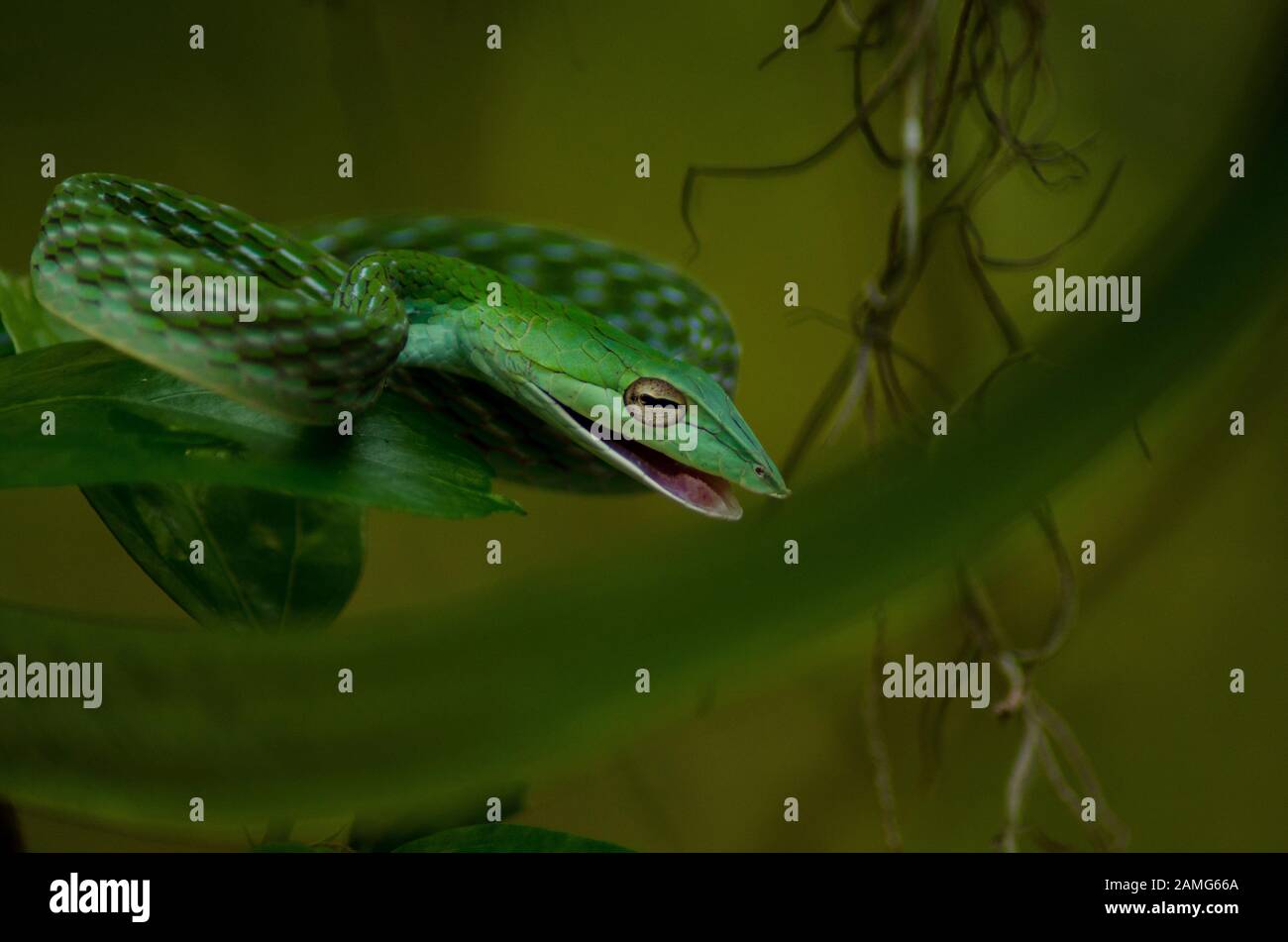 Jungle snake hi-res stock photography and images - Alamy