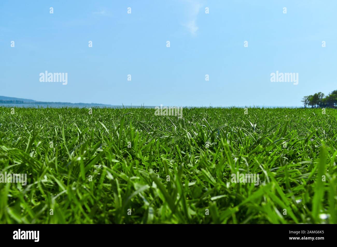 Green grass close up, perspective Stock Photo - Alamy