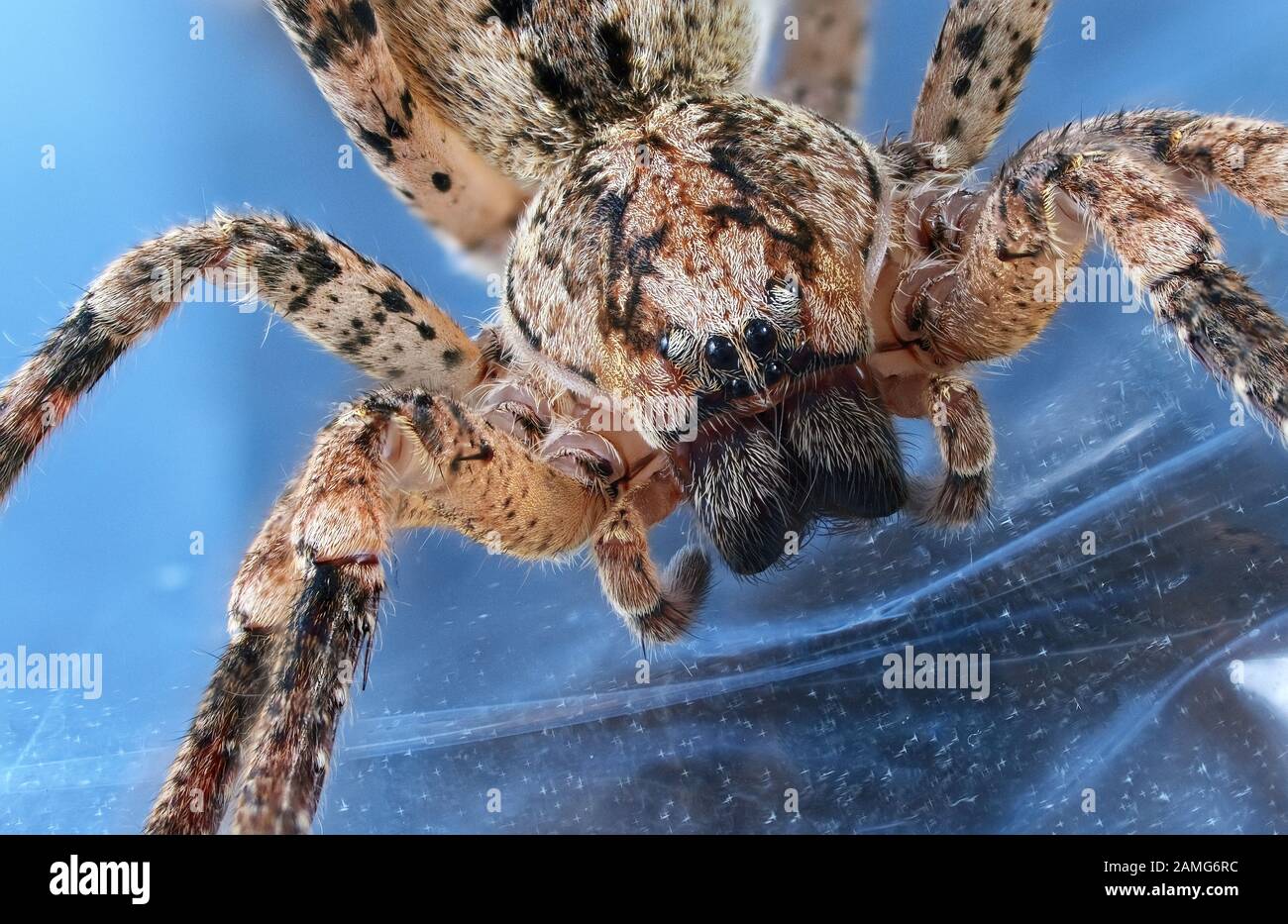 Zoropsis spinimana (Zoropsidae) Close up of a spider. Macro photography ...