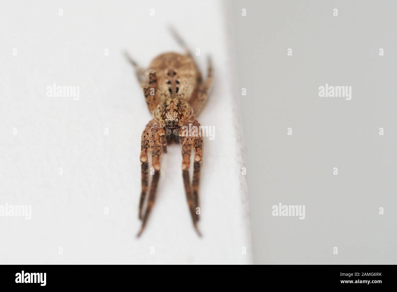 Zoropsis spinimana (Zoropsidae) Close up of a spider. Macro photography ...