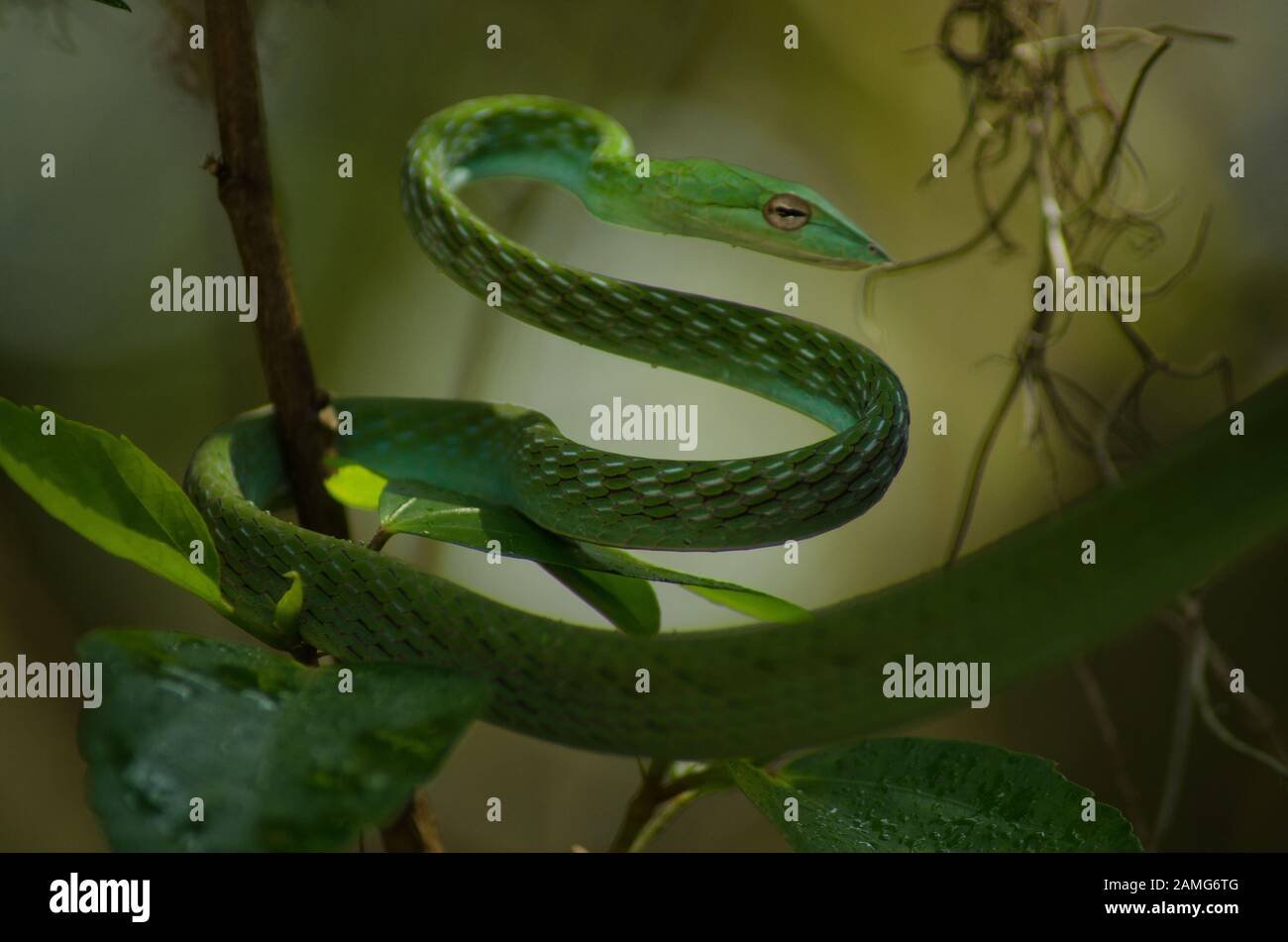 Vine snake hi-res stock photography and images - Alamy