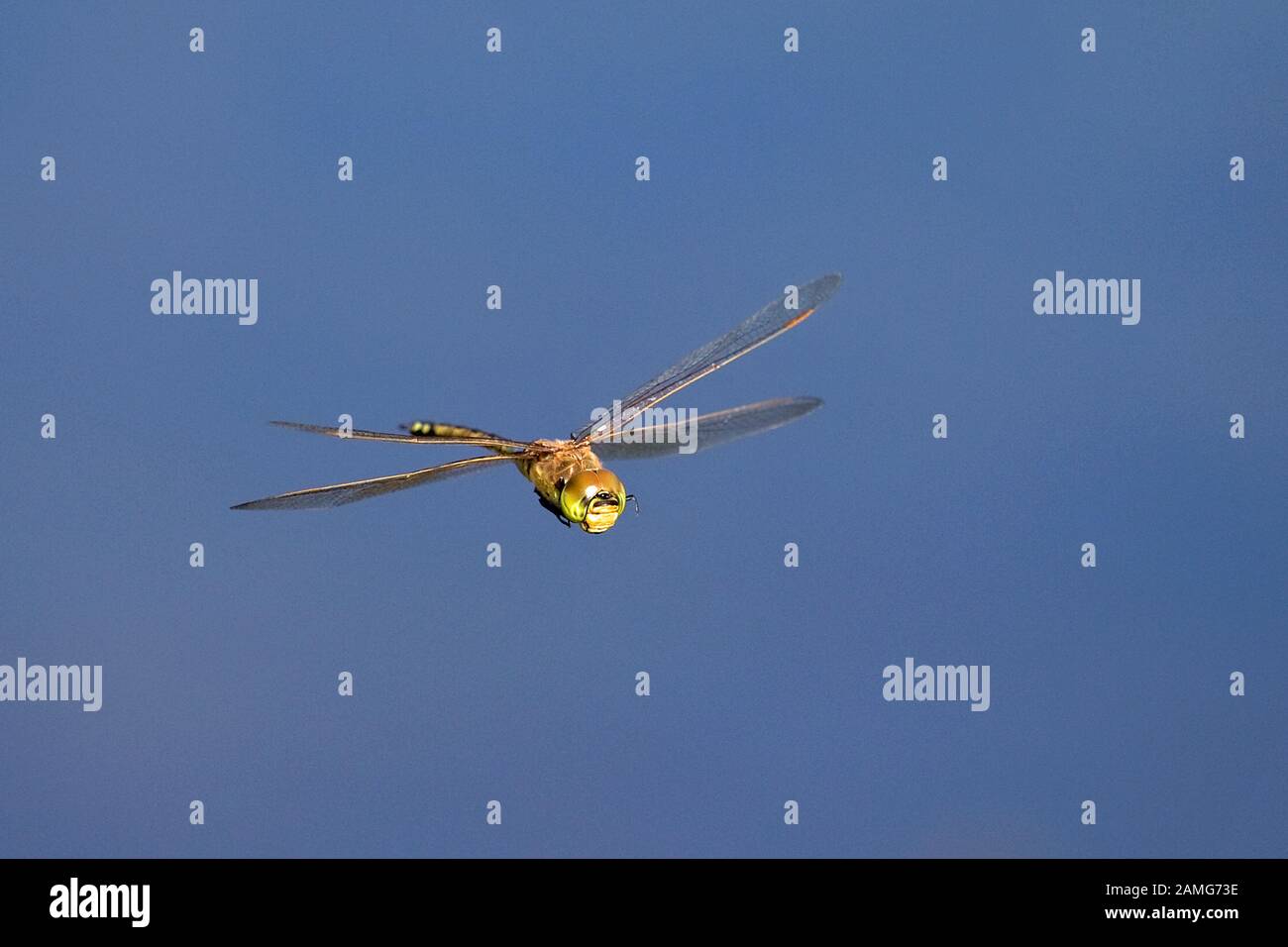 Lesser Emperor (Anax parthenope Stock Photo - Alamy