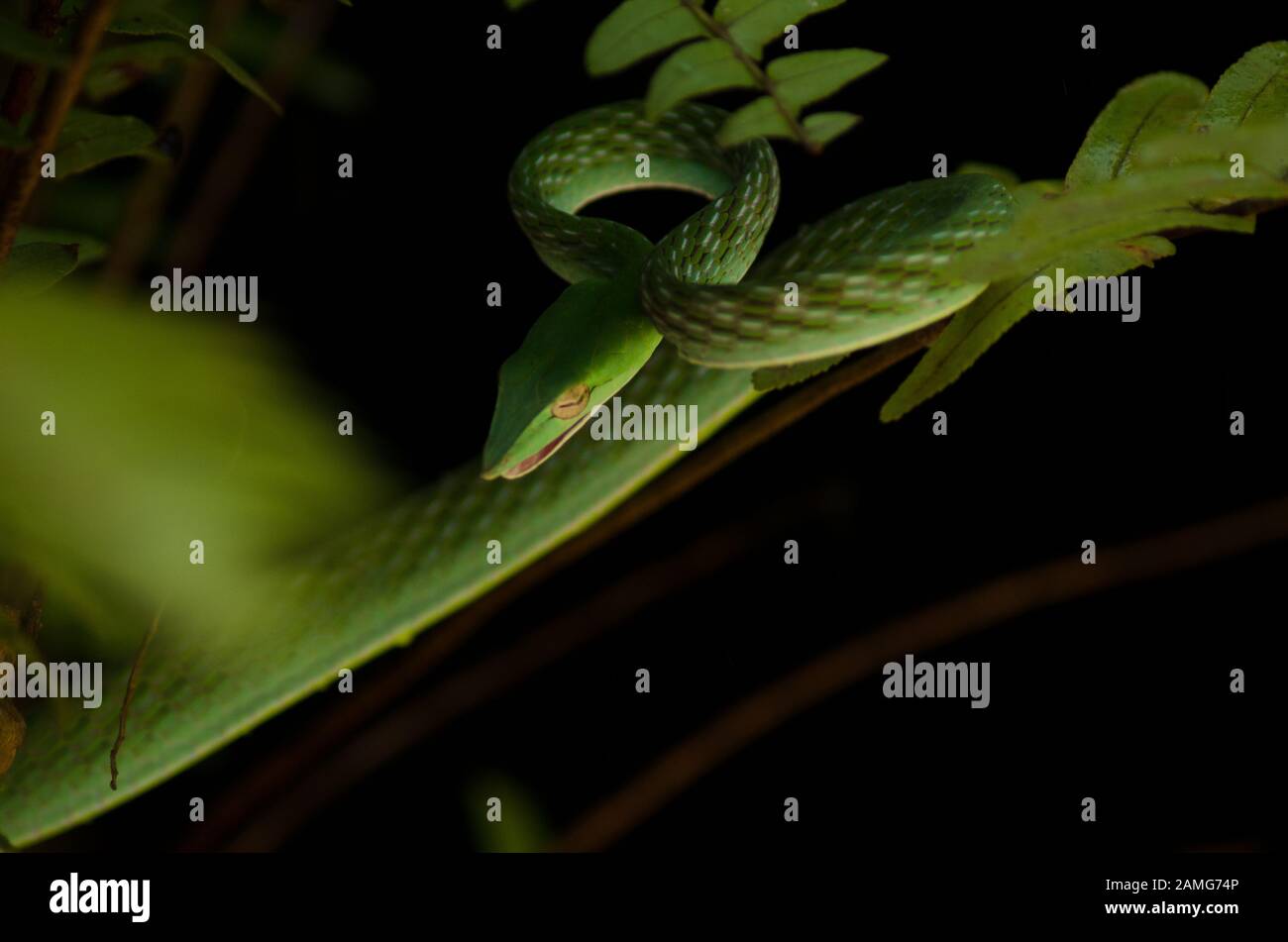 Is the green vine snake poisonous hi-res stock photography and images ...
