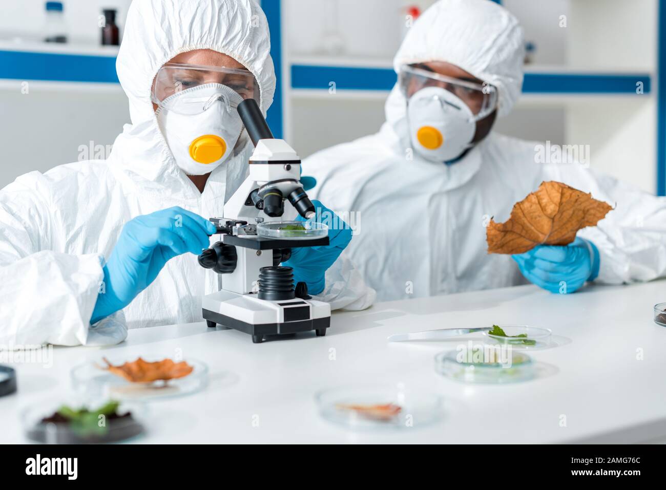biologist using microscope and african american colleague holding leaf Stock Photo - Alamy
