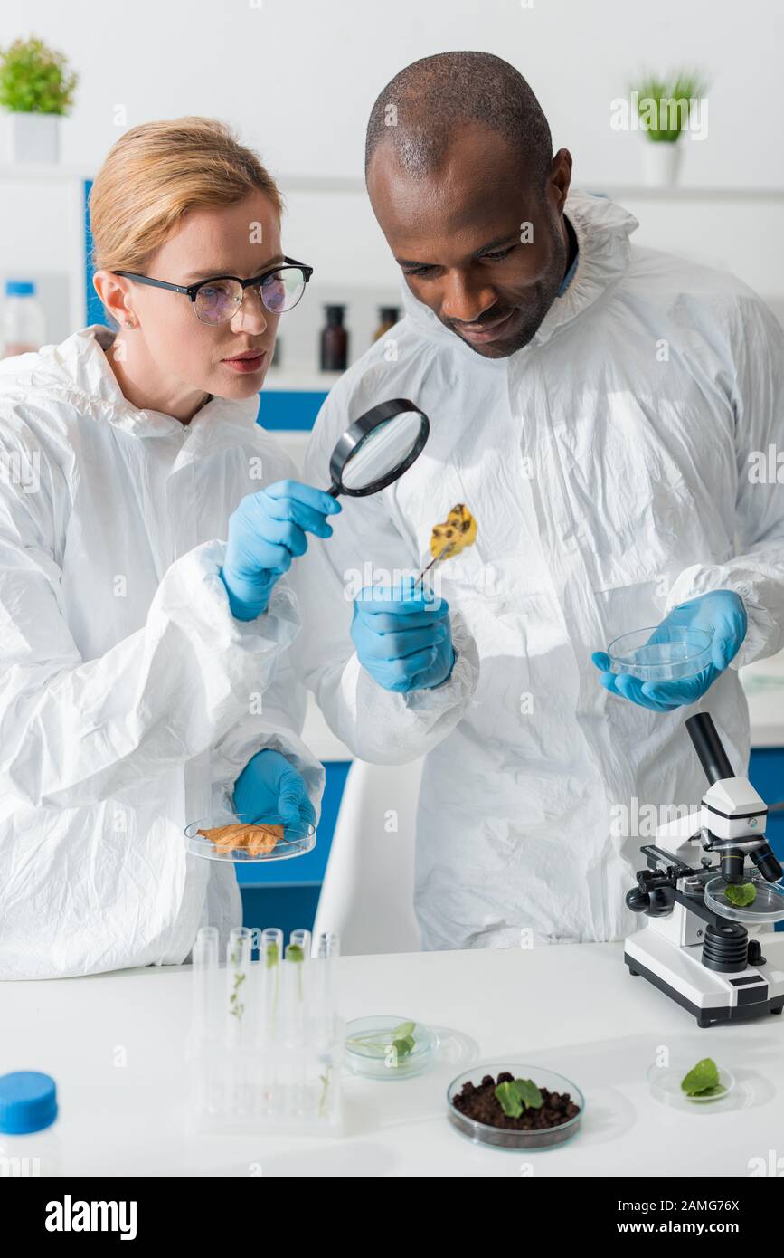 multicultural biologists looking at leaf with magnifying glass in lab ...