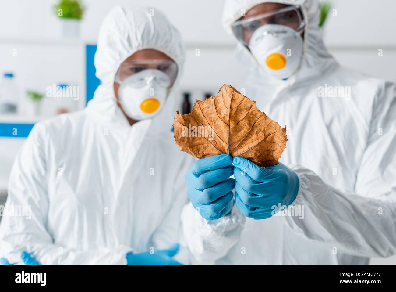 selective focus of multicultural biologists looking at leaf in lab ...