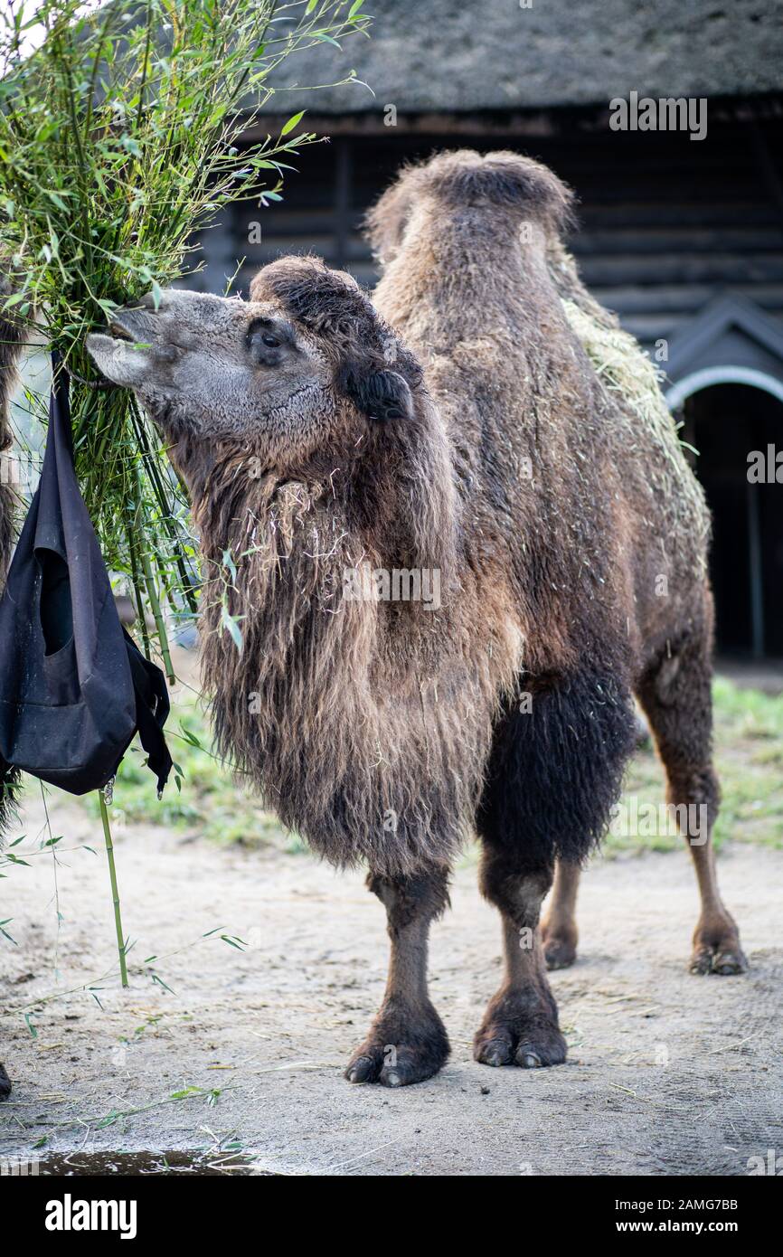 Camel Eating Grass High Resolution Stock Photography and Images - Alamy