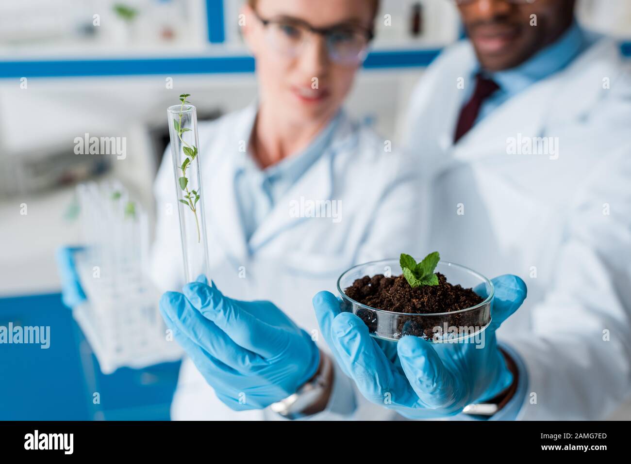 selective focus of multicultural biologists looking at leaves in lab ...