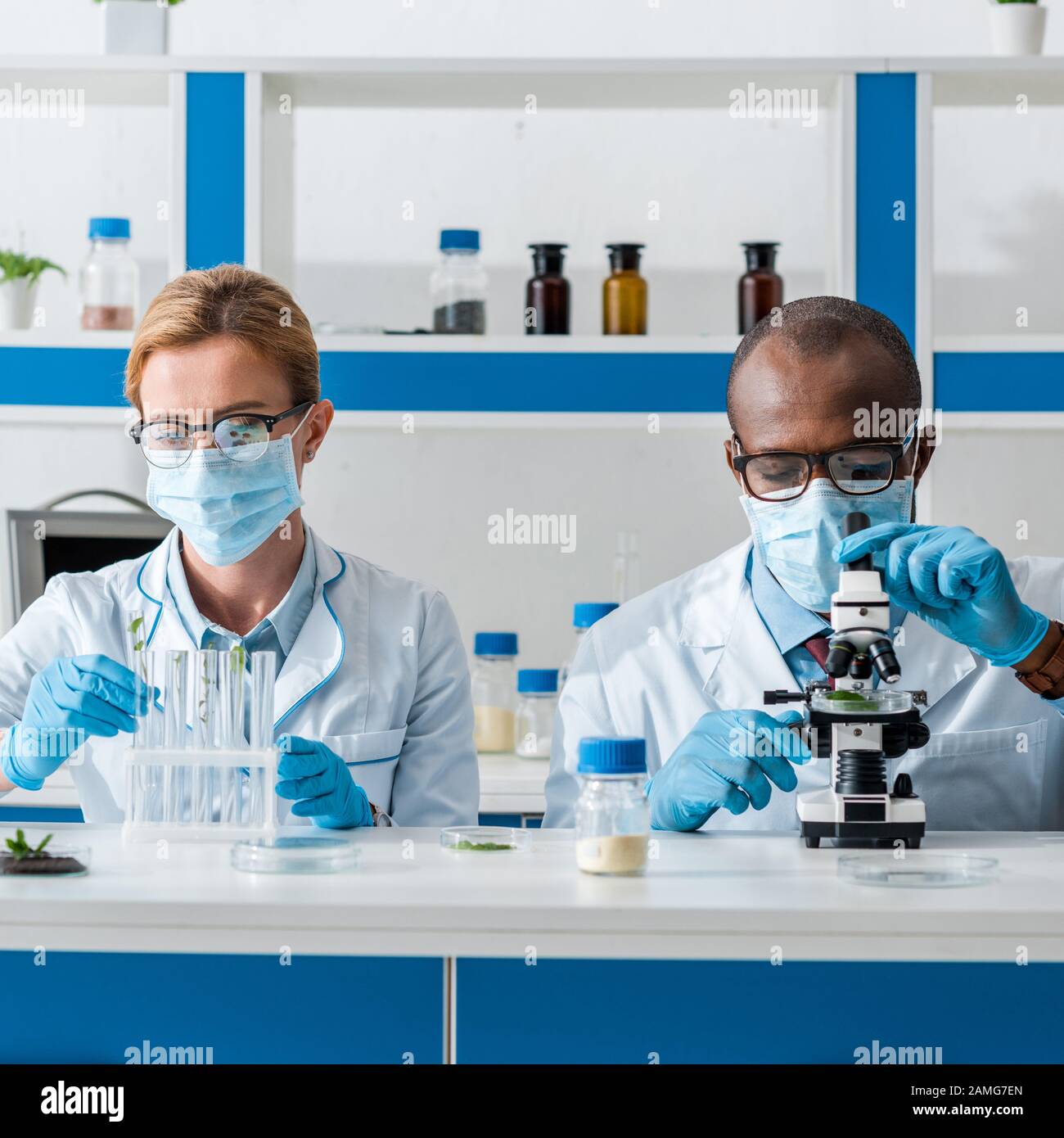 african american biologist using microscope and his colleague looking ...