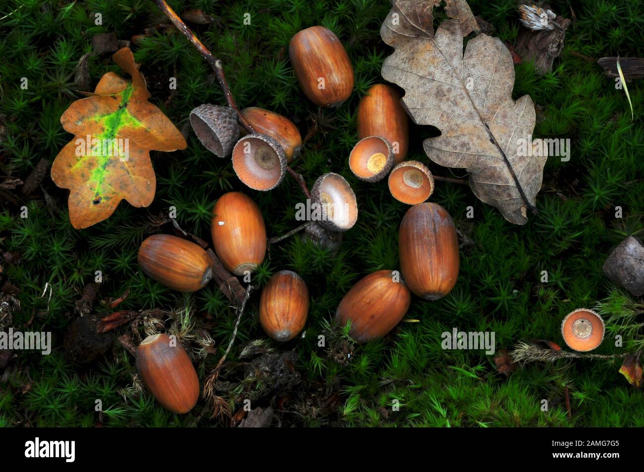 Ripe acorns hi-res stock photography and images - Alamy