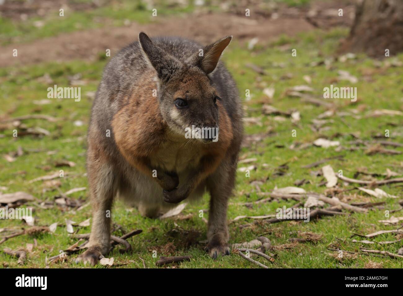 Kangaroo life hi-res stock photography and images - Alamy