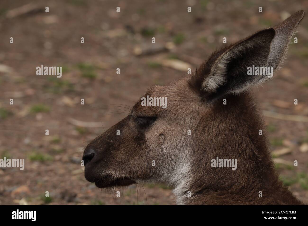 Kangaroo standing tail hi-res stock photography and images - Alamy