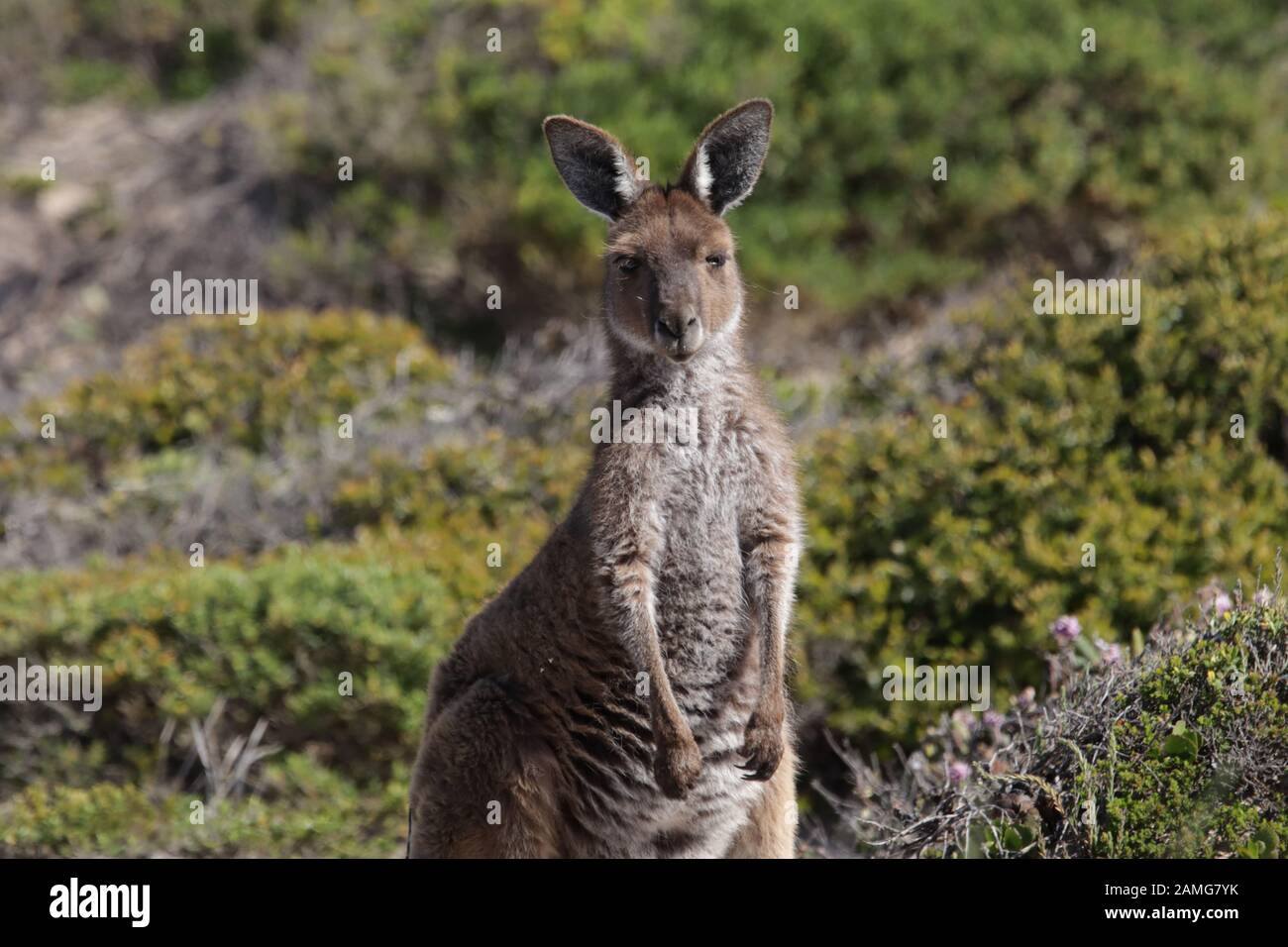 Kangaroo flinders ranges south australia native marsupial native hi-res ...