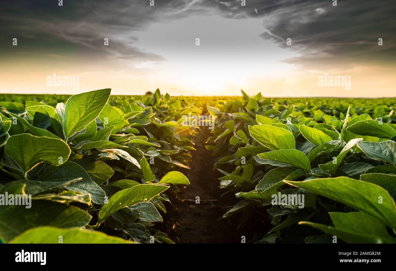 Open soybean field at sunset.Soybean field Stock Photo - Alamy