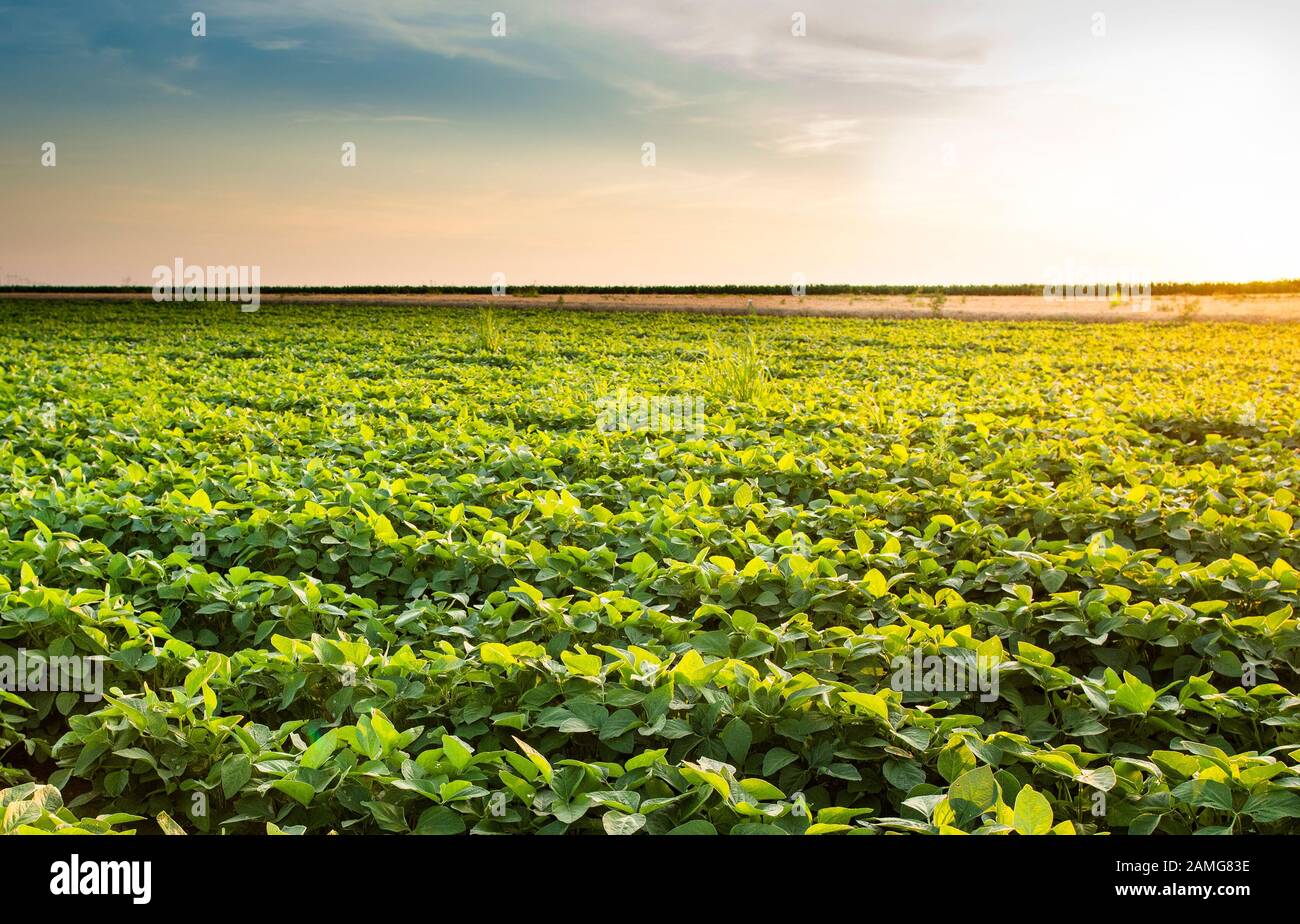 Open soybean field at sunset.Soybean field Stock Photo - Alamy