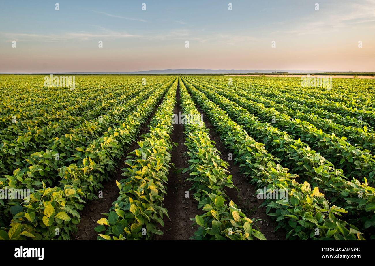 Open soybean field at sunset.Soybean field Stock Photo - Alamy